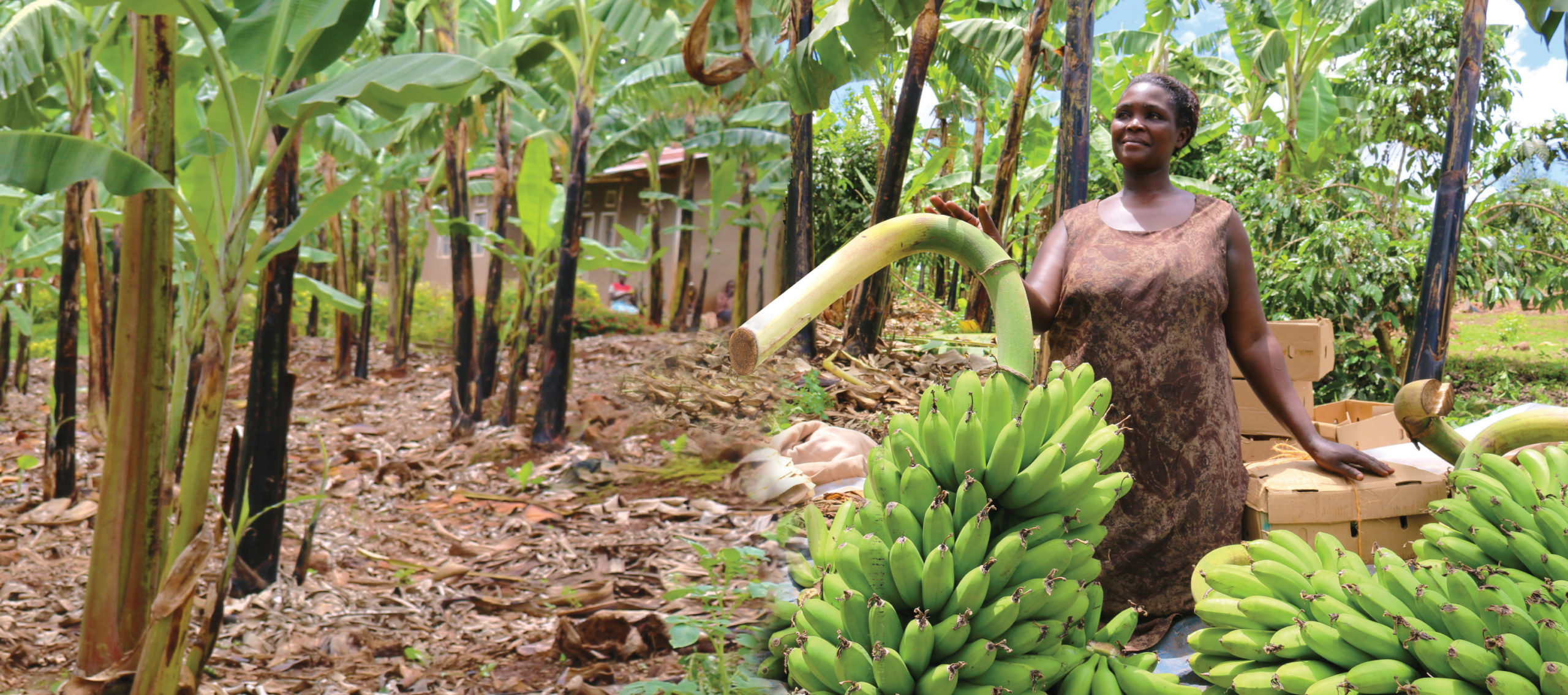 Toolbox for working with root, tuber and banana seed systems